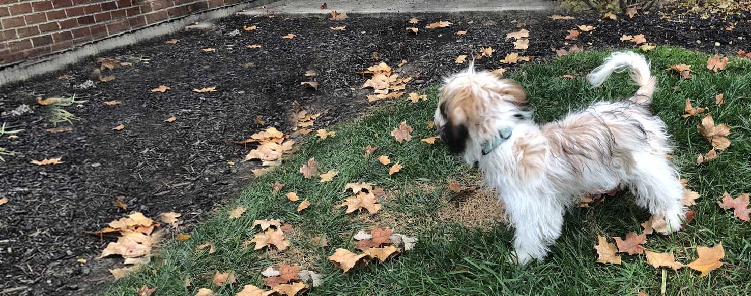 Papichon | Dog Breed Facts and Information - Wag! Dog Walking