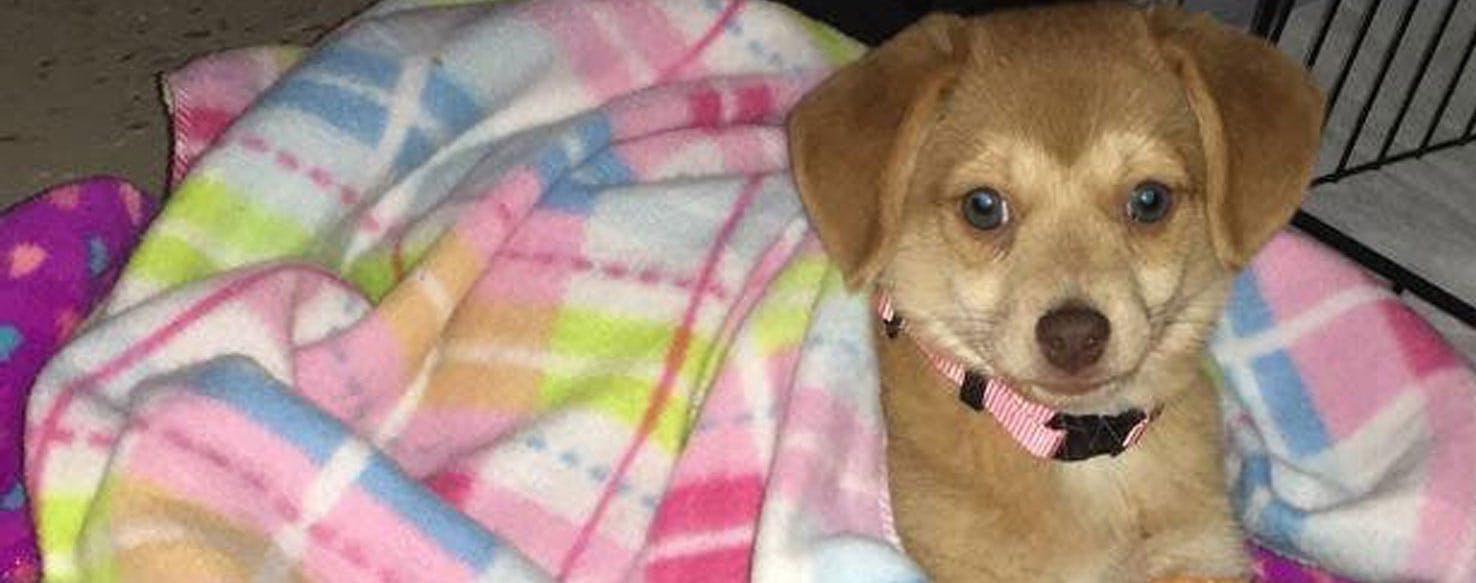 Pomeagle - Dog Breed Health, History, Appearance, Temperament, and ...