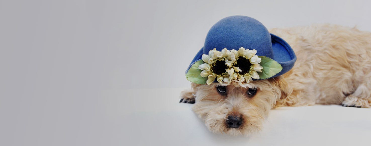 Poolky | Dog Breed Facts and Information - Wag! Dog Walking