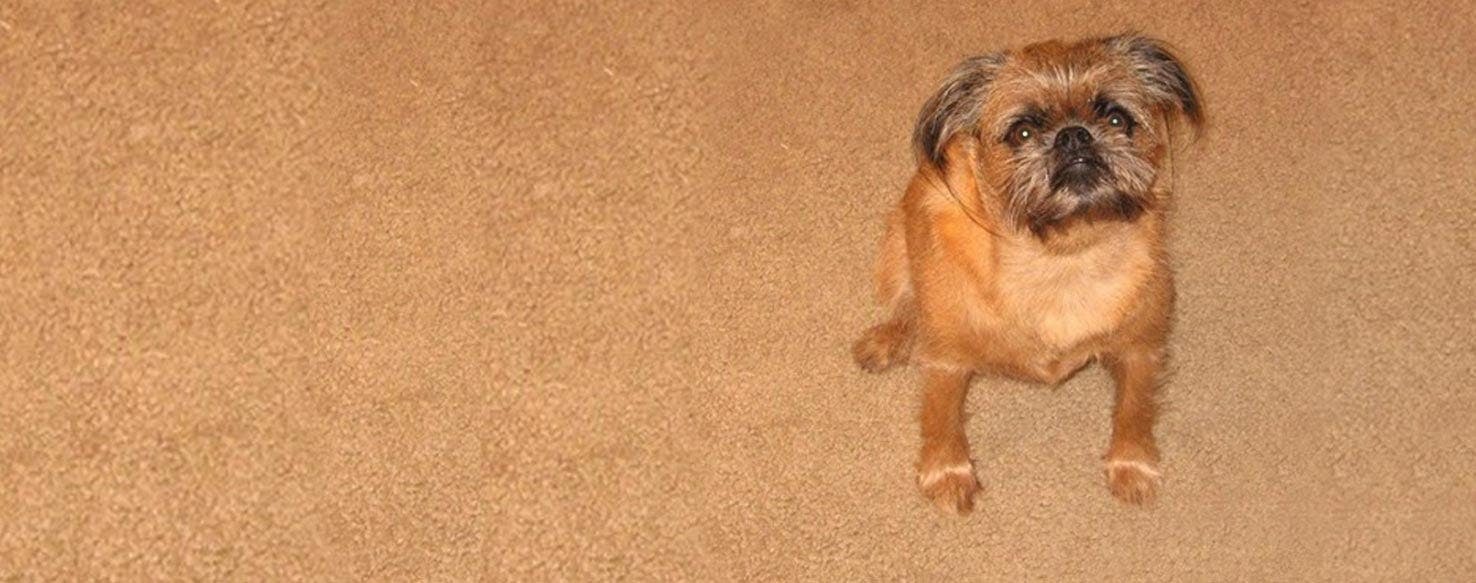 Do Brussels Griffon Bark A Lot