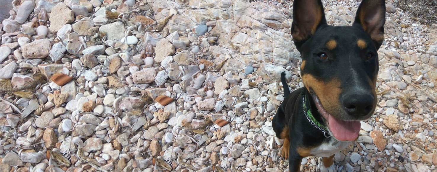 Rottbull | Dog Breed Facts and Information - Wag! Dog Walking