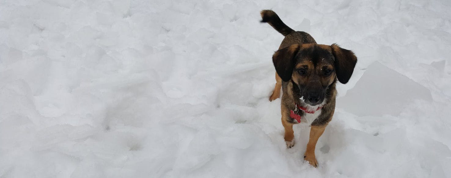 Shethund | Dog Breed Facts and Information - Wag! Dog Walking