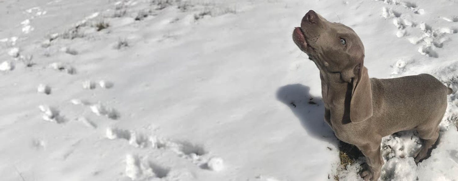 Weimapeake | Dog Breed Facts and Information - Wag! Dog Walking