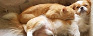 Can Dogs Get A Stomach Virus From Cats 