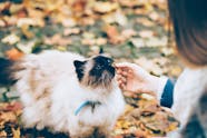 How To Give Pills To Your Cat