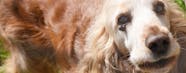 How To Prevent Warts On Your Dog How To Prevent Warts On Your Dog
