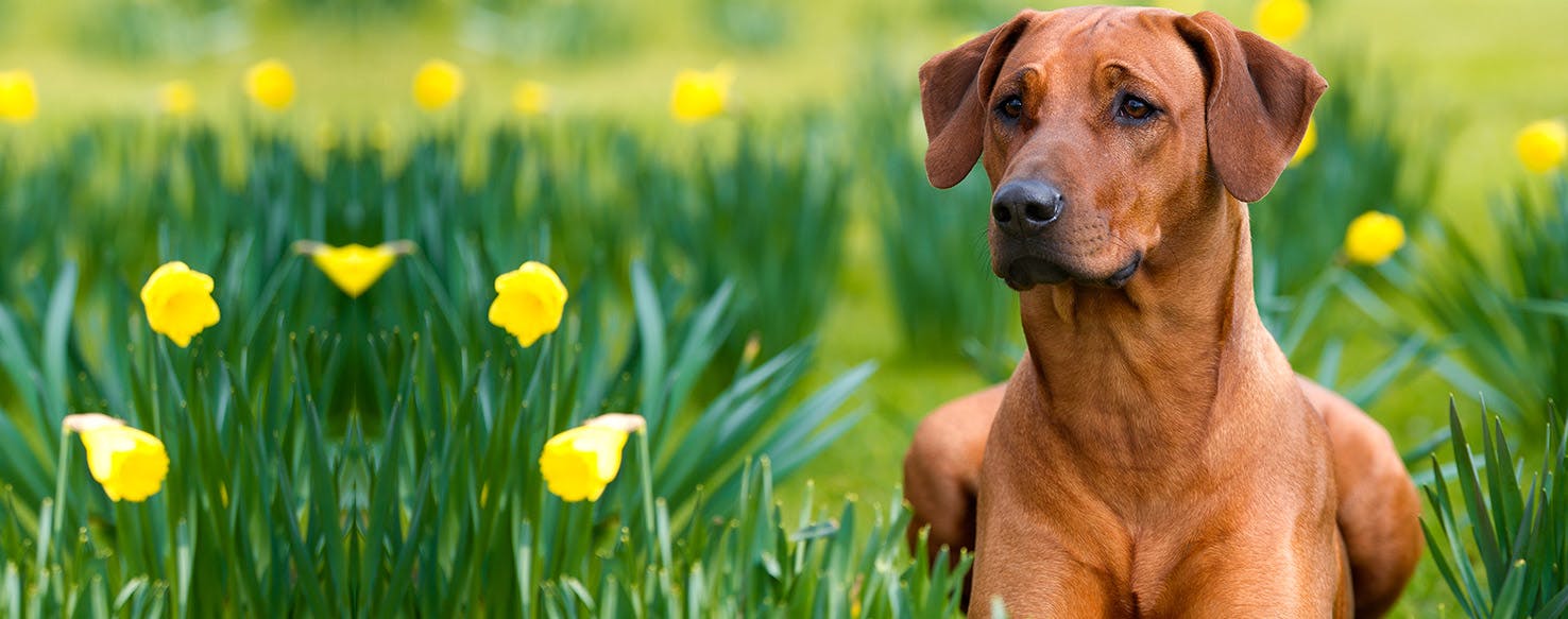 Tips for Keeping your Dog Healthy this Spring | Wag!