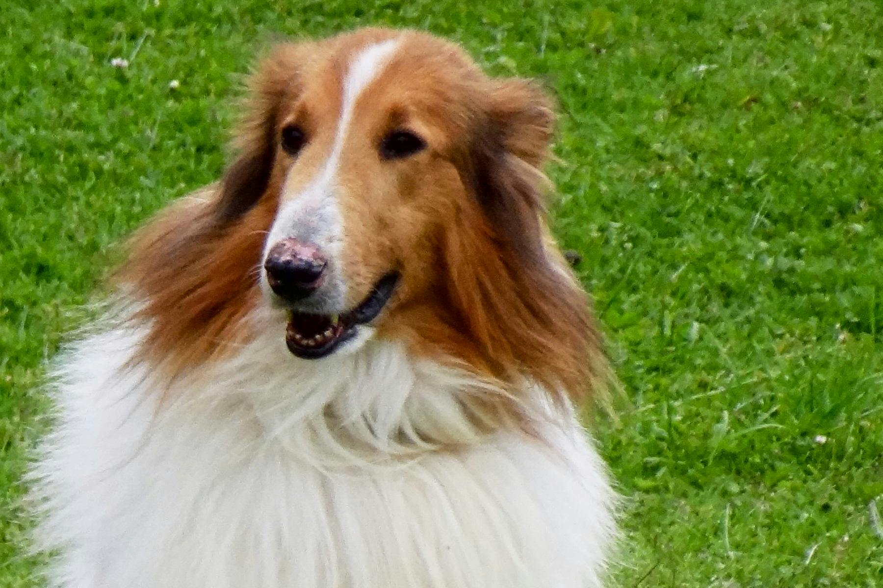 Top Dog Sitters and Boarders in philadelphia, pa | Wag!