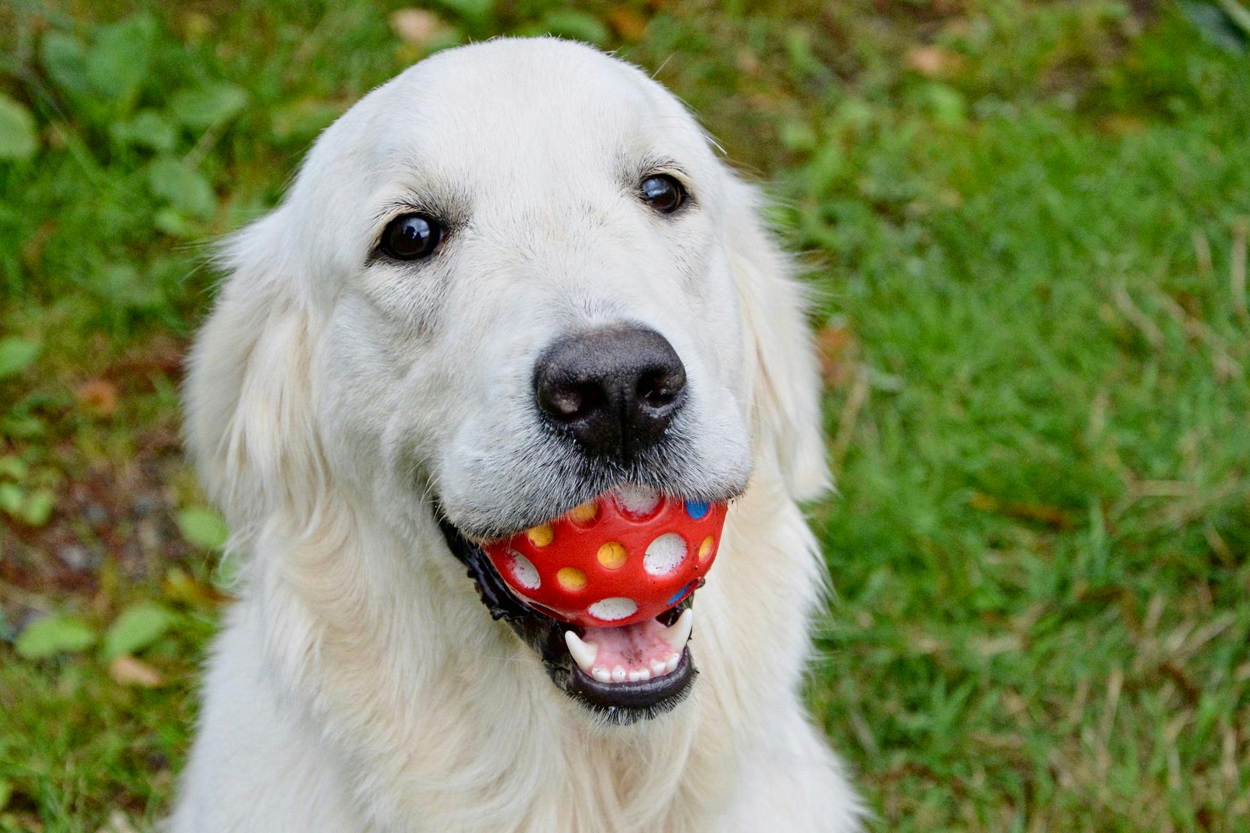 Top Dog Sitters and Boarders in philadelphia, pa | Wag!