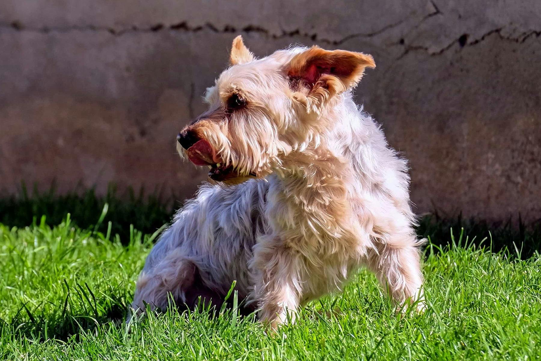 Top Dog Sitters and Boarders in springdale, ar | Wag!