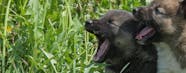 Why Do Dogs Whine Wag Why Do Dogs Whine Wag