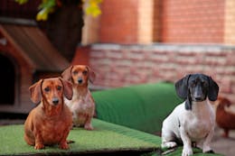 Is Doggie Daycare Bad For Dogs