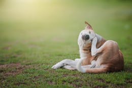 Scratching CARA Welfare Philippines Blog Archive Cat Tip
