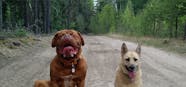 Top Dog friendly Road Trip Destinations In California Top Dog friendly Road Trip Destinations In California