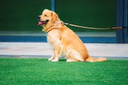 How Do I Get Started With Dog Shows 
