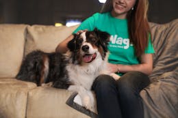 How Much Should You Charge For A Wag Drop In as Doggy Daycare 