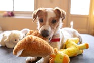 5 Fun Activities For Your Doggy Daycare Business 5 Fun Activities For Your Doggy Daycare Business