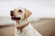 How To Make Sure Your Dog s Collar Is On Correctly