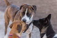 How Long Does It Take For A Dog To Get Used To Doggy Daycare How Long Does It Take For A Dog To Get Used To Doggy Daycare