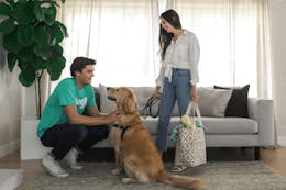 How Much Should You Charge For A Wag Dog Boarding 