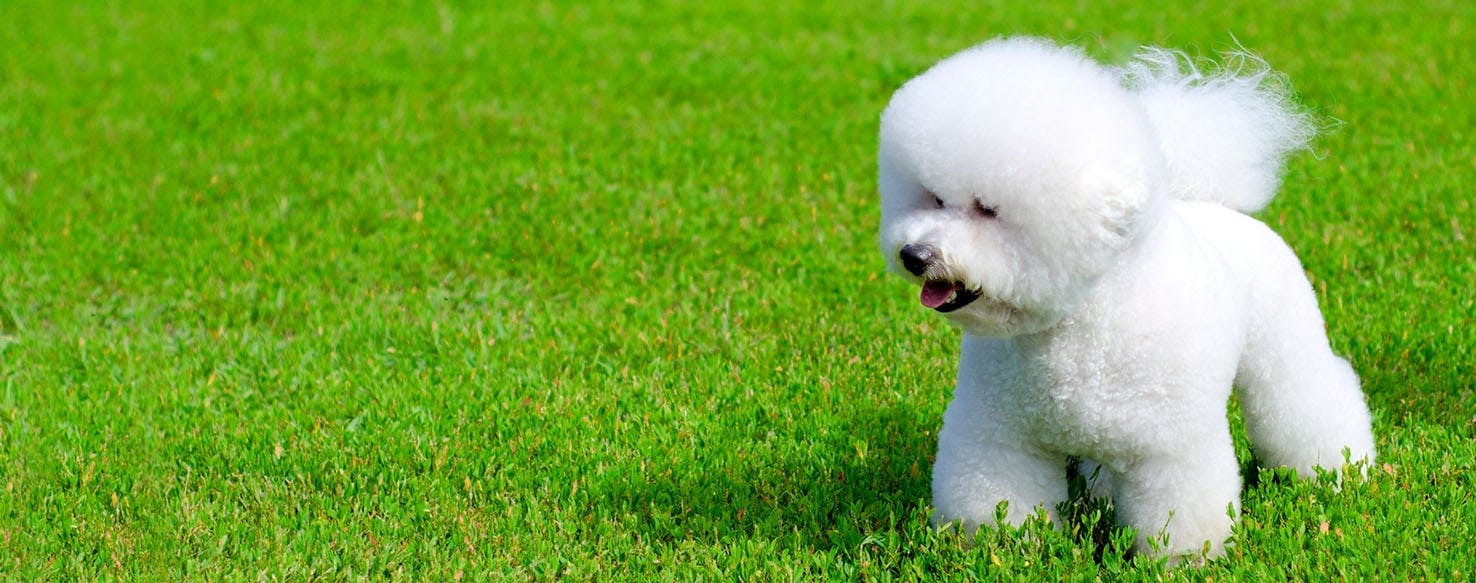 Tangled Dog Names | Popular Male and Female Names | Wag!