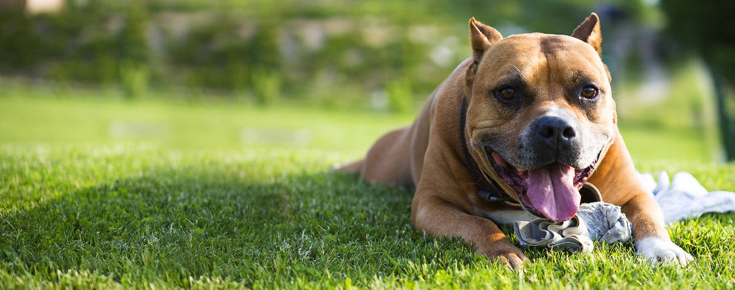 The Matrix Dog Names | Popular Male and Female Names | Wag!