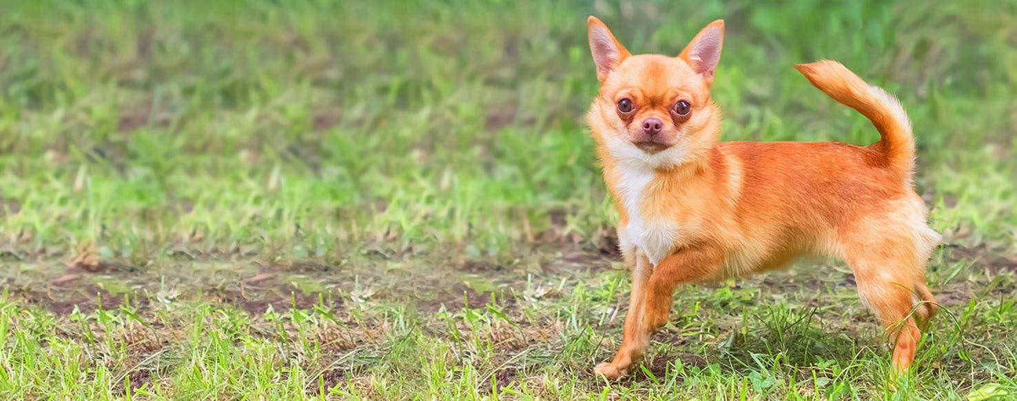 Dog Names Meaning Orange | Popular Male and Female Names | Wag!