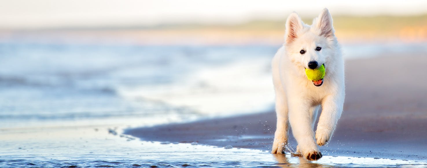 Princess All Dogs Names