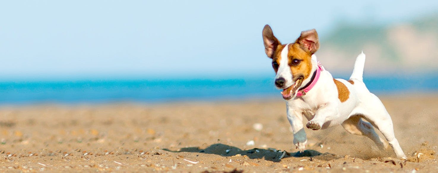 Weather Dog Names | Popular Male and Female Names | Wag!