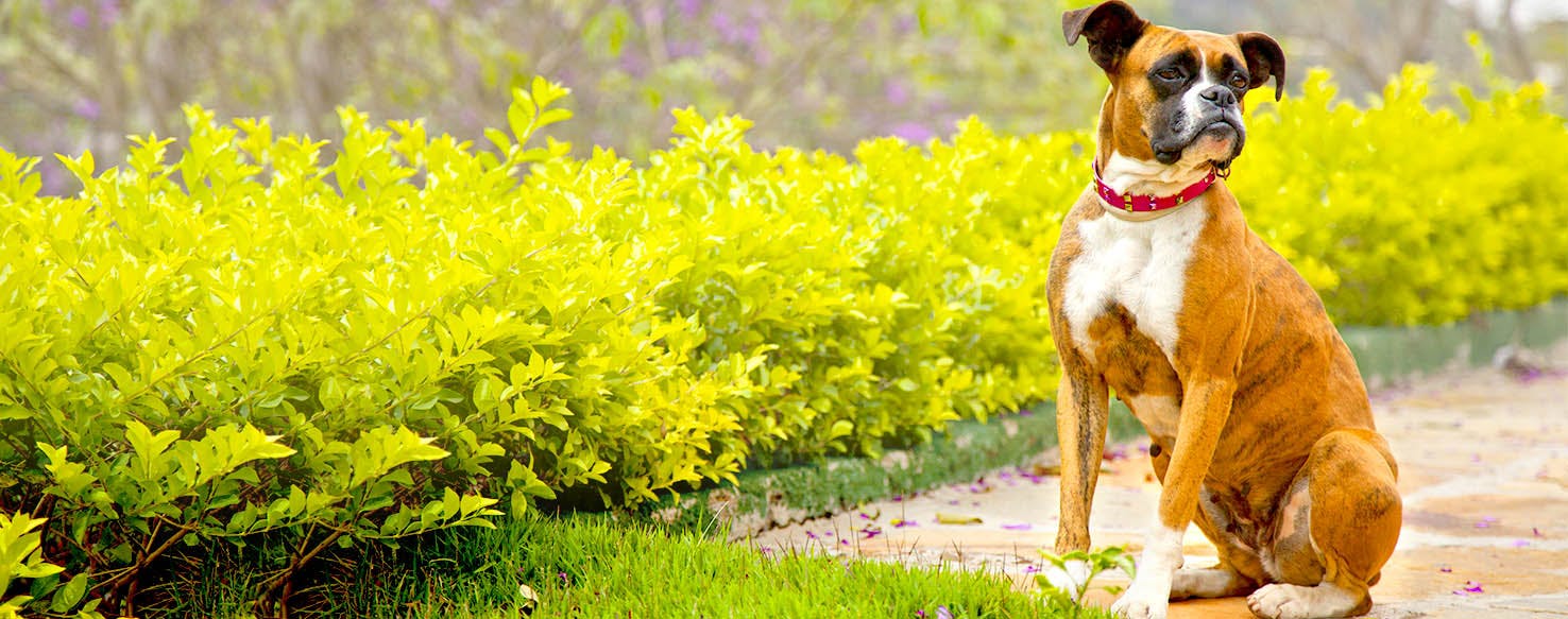 Car Inspired Dog Names | Popular Male and Female Names | Wag!