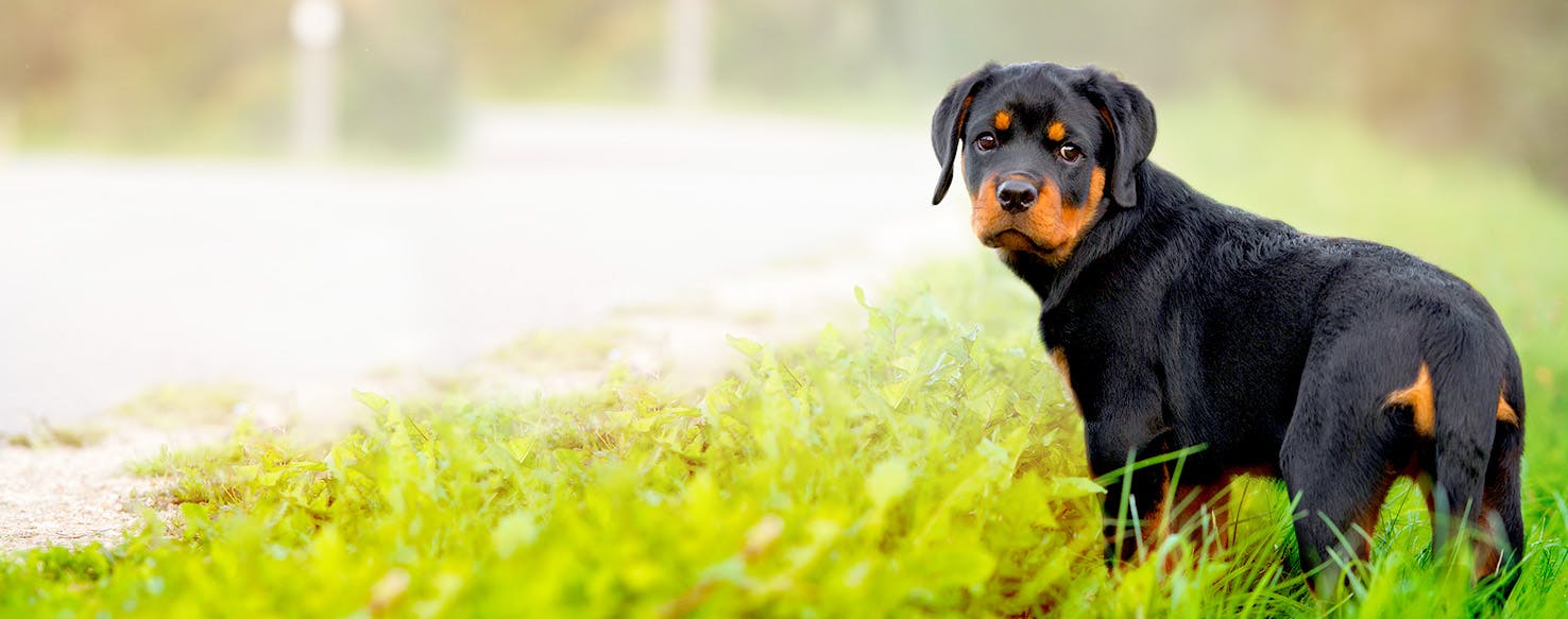 Barbados Dog Names | Popular Male and Female Names | Wag!