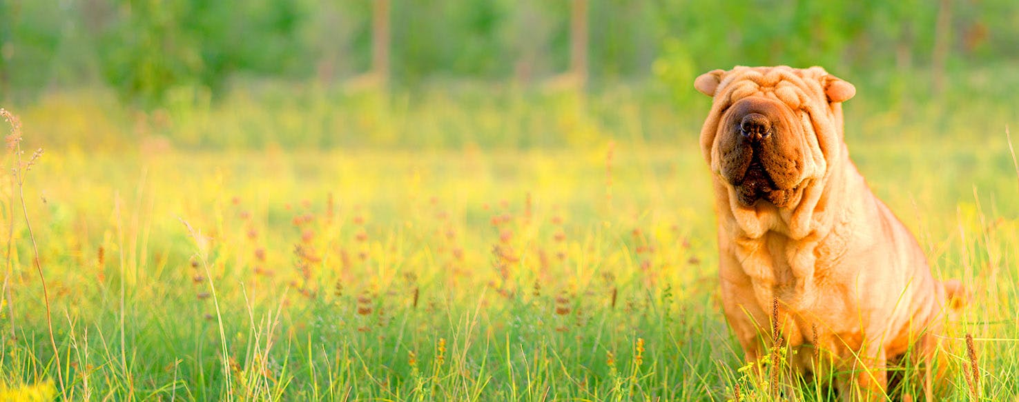 Dog Names Meaning Calm | Popular Male and Female Names | Wag!