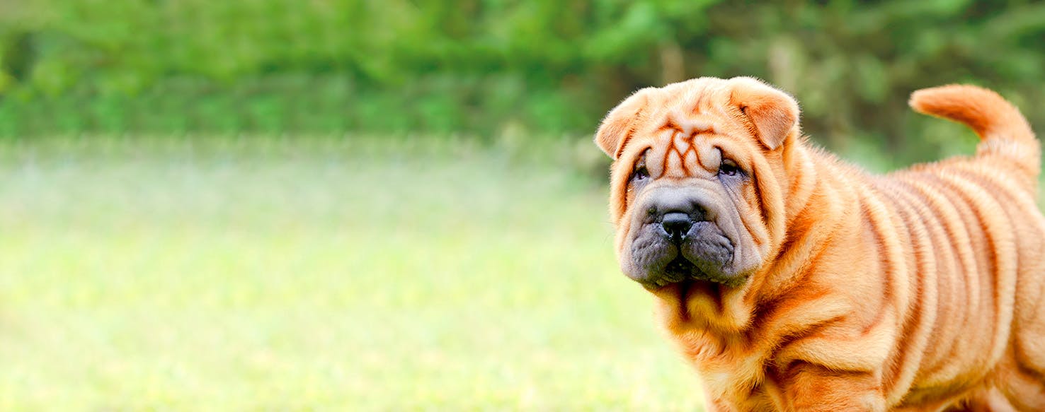 Dog Names Meaning Beast | Popular Male and Female Names | Wag!