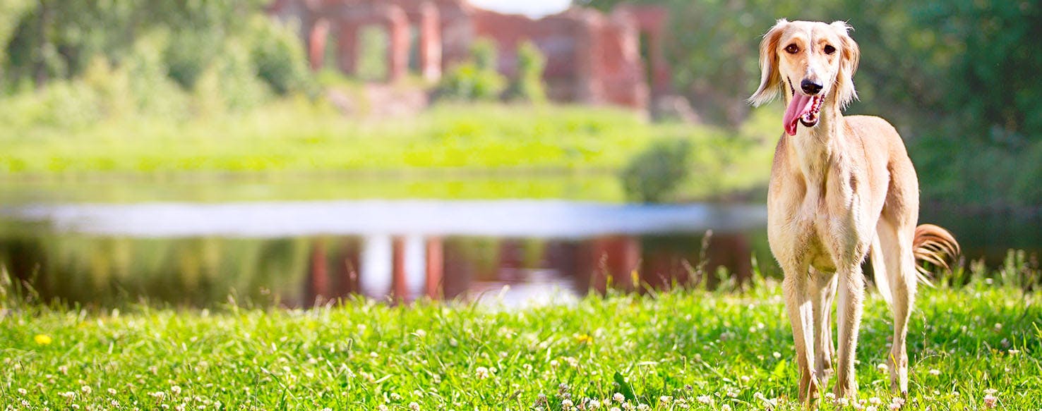 Persian Dog Names | Popular Male and Female Names | Wag!