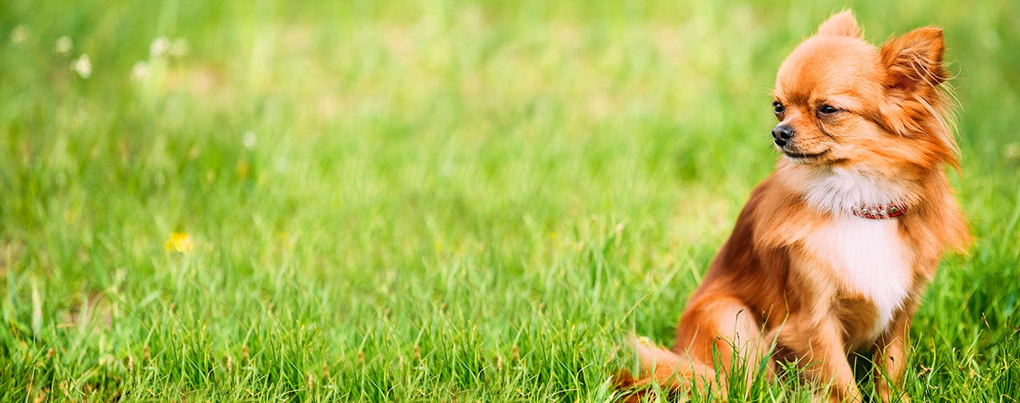 Persian Mythology Dog Names | Popular Male and Female Names | Wag!