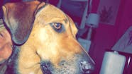 Beach Life Dog Names Popular Male And Female Names Wag Beach Life Dog Names Popular Male And Female Names Wag