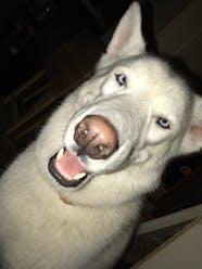 Best 5 Letter Dog Names Popular Male And Female Names Wag Best 5 Letter Dog Names Popular Male And Female Names Wag