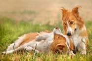 Sale Harley Davidson Dog Names In Stock