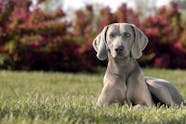 Best 7 Letter Dog Names Popular Male And Female Names Wag Best 7 Letter Dog Names Popular Male And Female Names Wag
