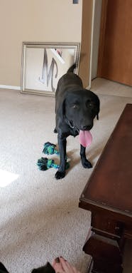 Colorado Dog Names Popular Male And Female Names Wag 