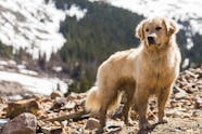 Colorado Dog Names Popular Male And Female Names Wag 