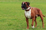 Dog Names Ending In Ie Popular Male And Female Names Wag Dog Names Ending In Ie Popular Male And Female Names Wag