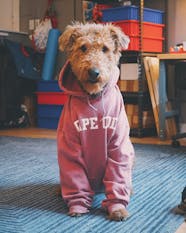 Dog Names Meaning Water Popular Male And Female Names Wag Dog Names Meaning Water Popular Male And Female Names Wag