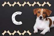 Dog Names That Start With C Popular Male And Female Names Wag 