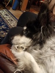 Dog Names That Start With G Popular Male And Female Names Wag 