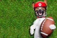 Football Inspired Dog Names Popular Male And Female Names Wag Football Inspired Dog Names Popular Male And Female Names Wag