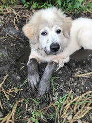 Great Pyrenees Dog Names Popular Male And Female Names Wag Great Pyrenees Dog Names Popular Male And Female Names Wag