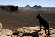 New Mexico Dog Names Popular Male And Female Names Wag 