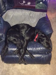 Rock And Roll Music Dog Names Popular Male And Female Names Wag 