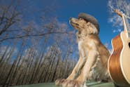 Rock Band Dog Names Popular Male And Female Names Wag 
